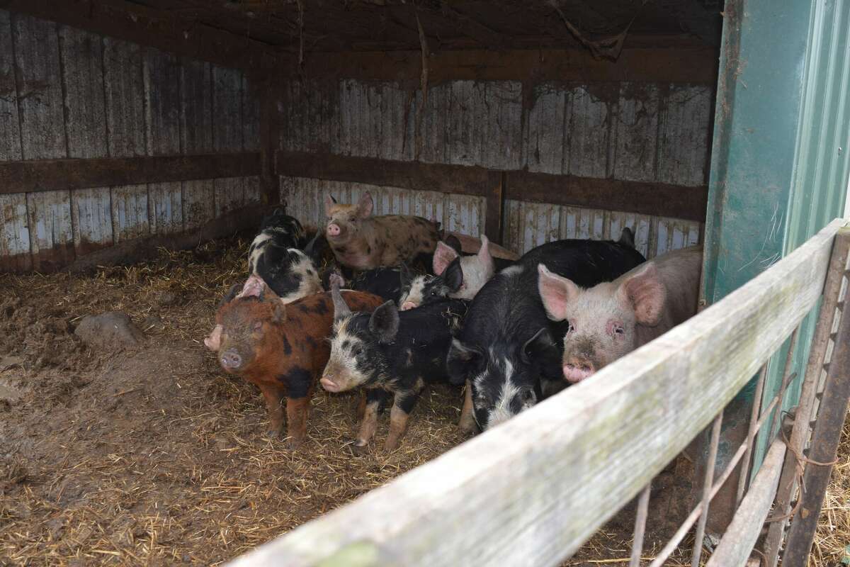 How Spencer Farms raises its pigs