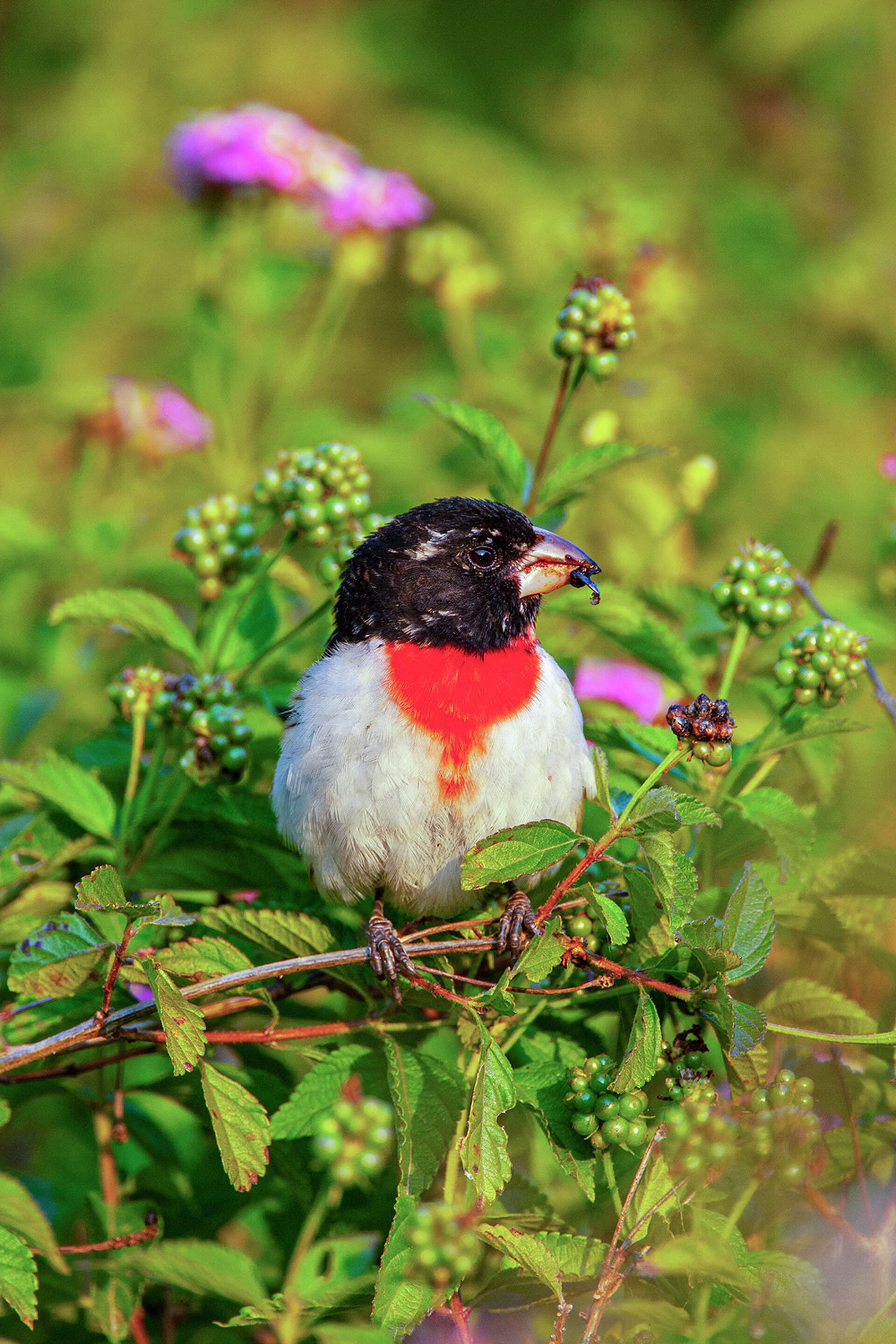 Rose-breasted grosbeaks arrive in Houston straight from the tropics