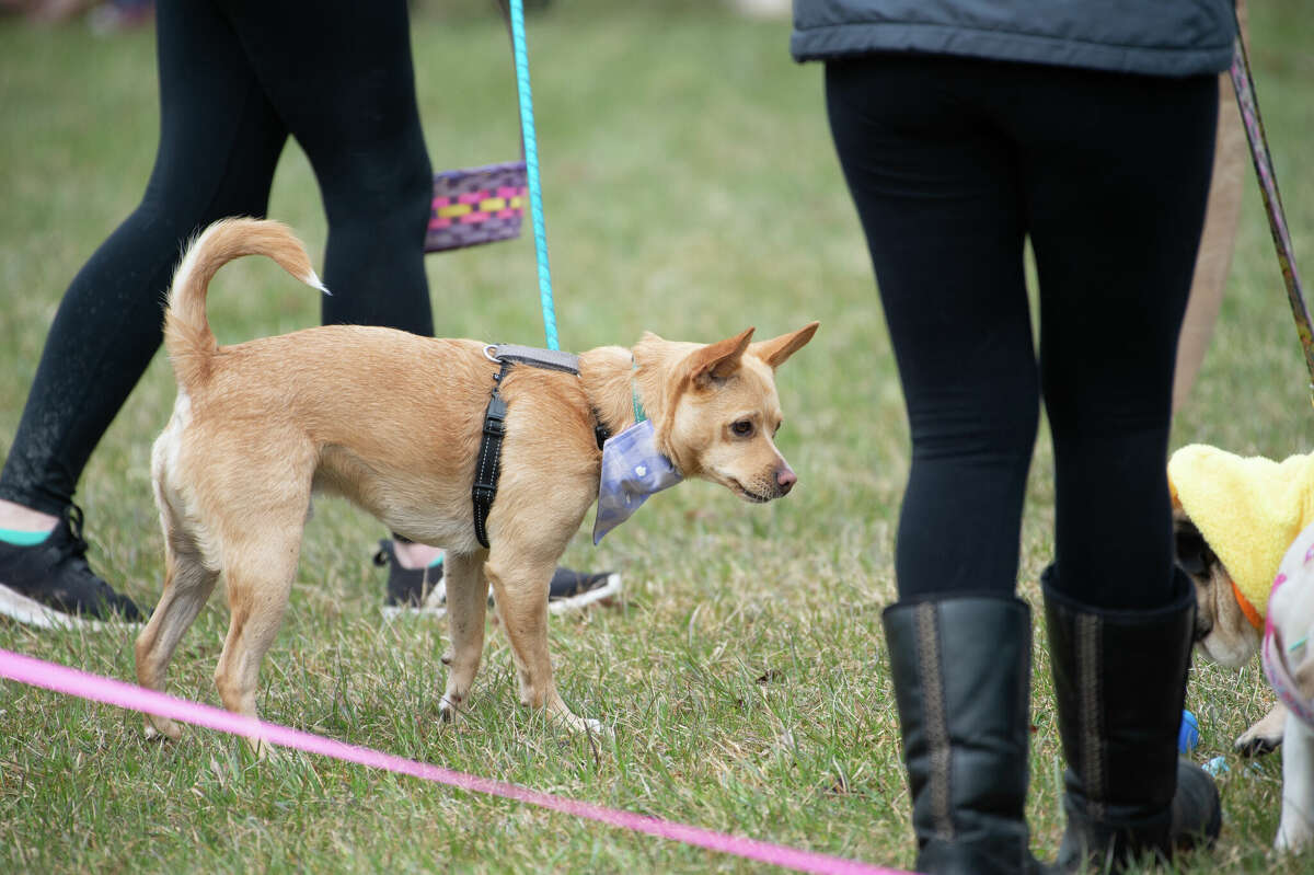 Midland dogs search for Easter eggs during Soldan's Pet Supplies event