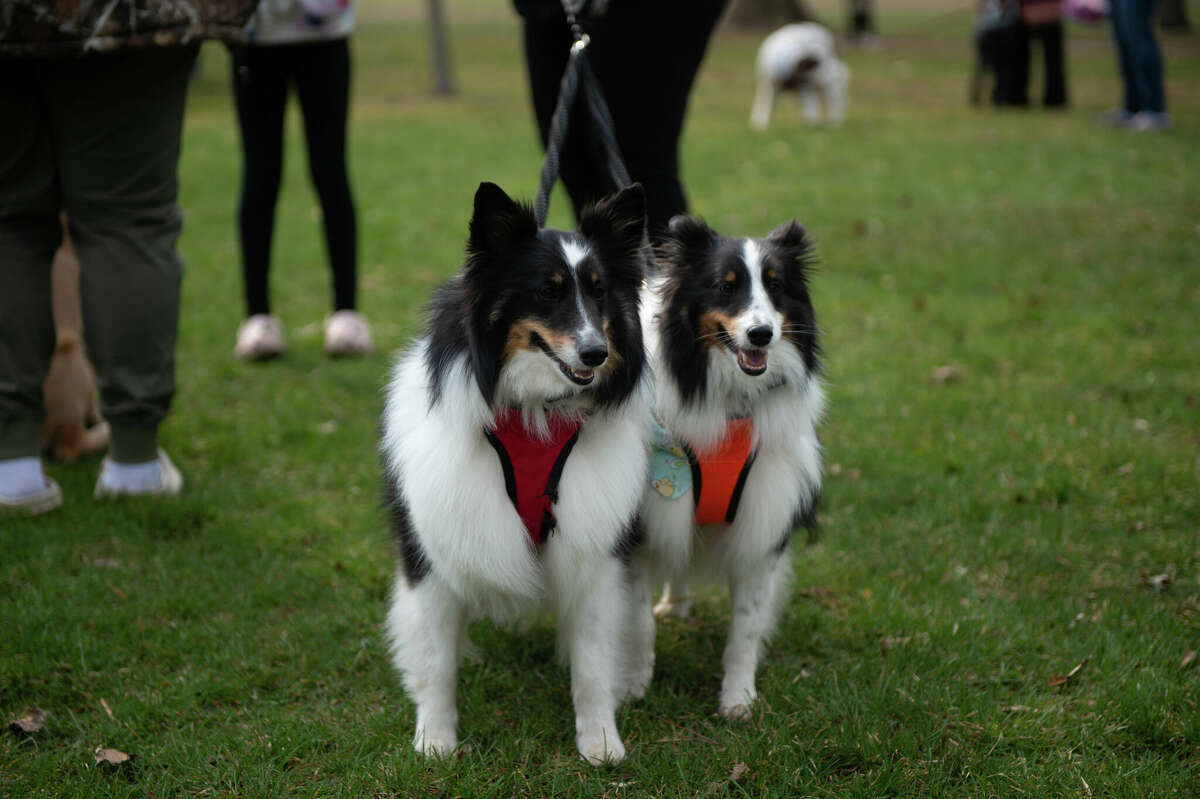 Midland dogs search for Easter eggs during Soldan's Pet Supplies event