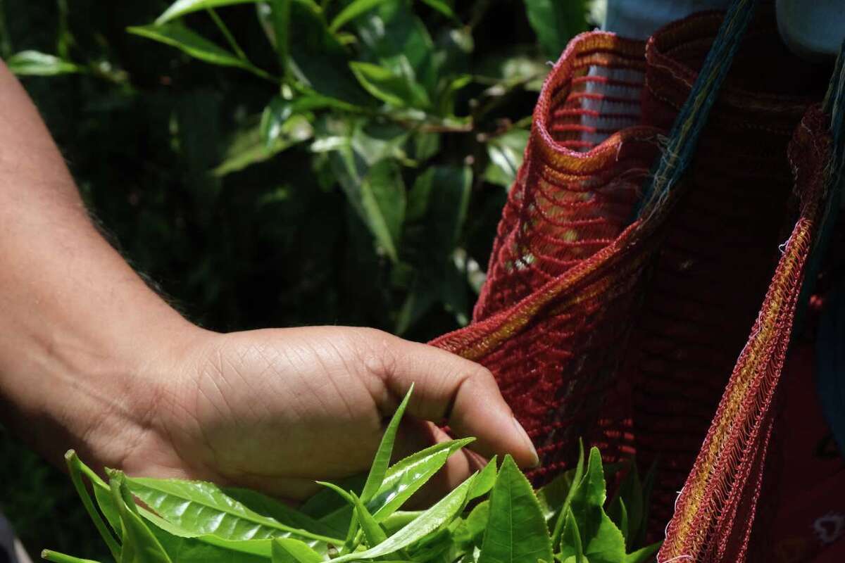 Sinwise Farms sells Bay Area chai in cans made with Indian cardamom