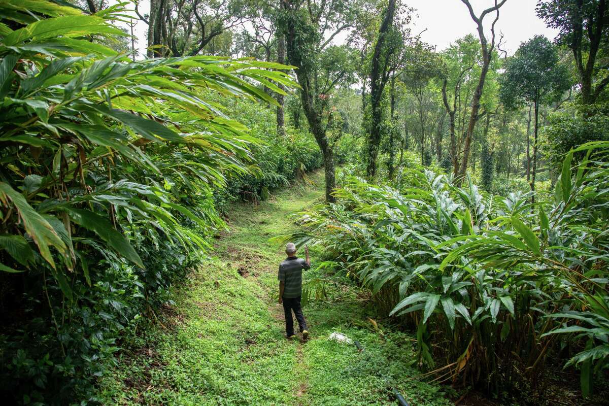 Sinwise Farms sells Bay Area chai in cans made with Indian cardamom