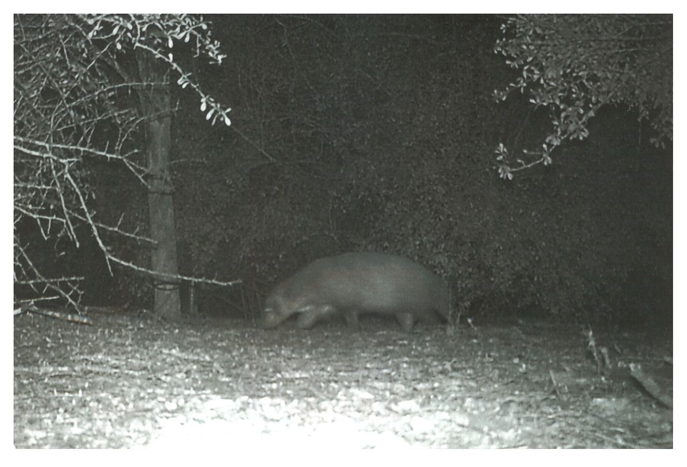 Real Hybrid Alien Creature On Caught Film