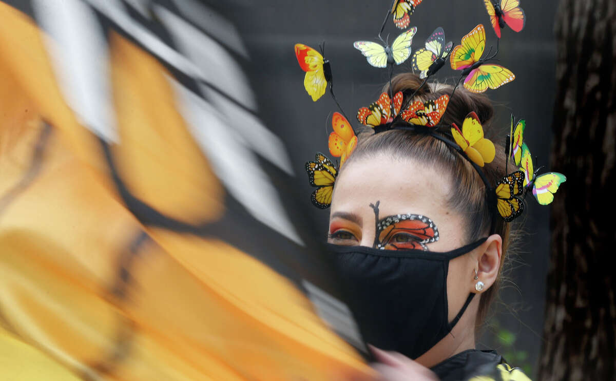 Texas Monarch butterfly: Population drops before spring migration