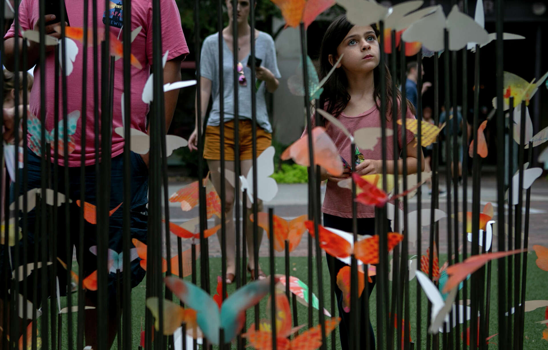 Texas Monarch butterfly: Population drops before spring migration