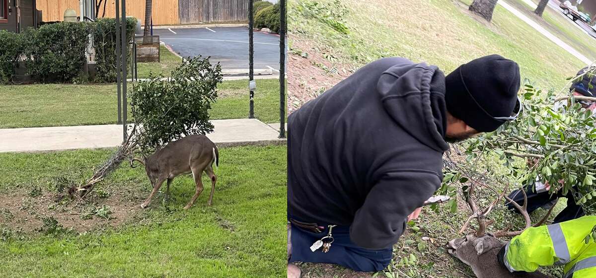 Leon Valley indefinitely tables effort to stop giving deer junk food