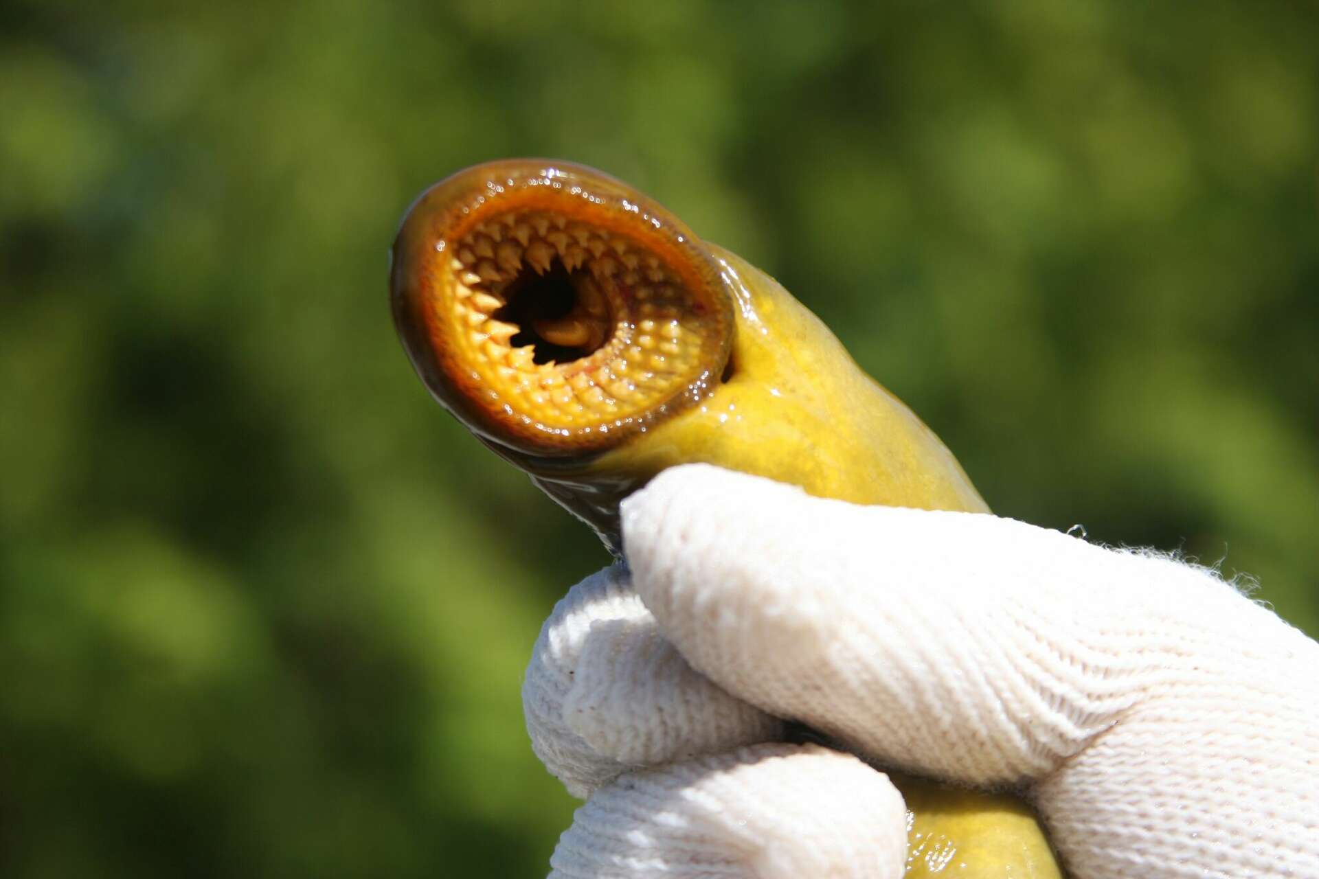 Lake Michigan tributaries to see sea lamprey control