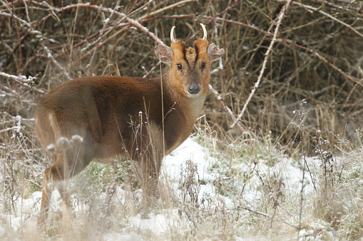 Video: Biscuit the rare Texas 'alien' deer goes viral