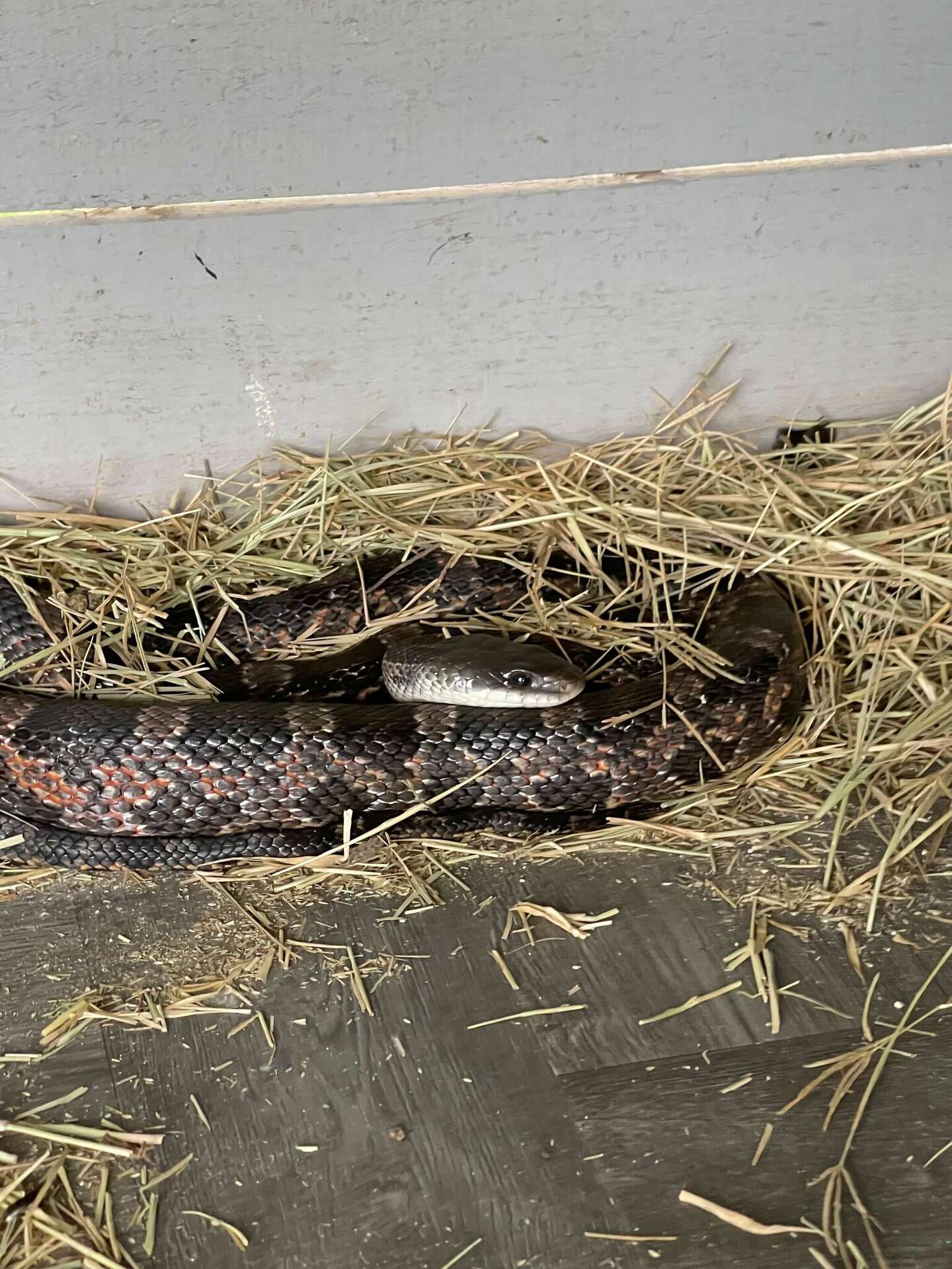 Video shows Houston woman pull snake from under hood of car