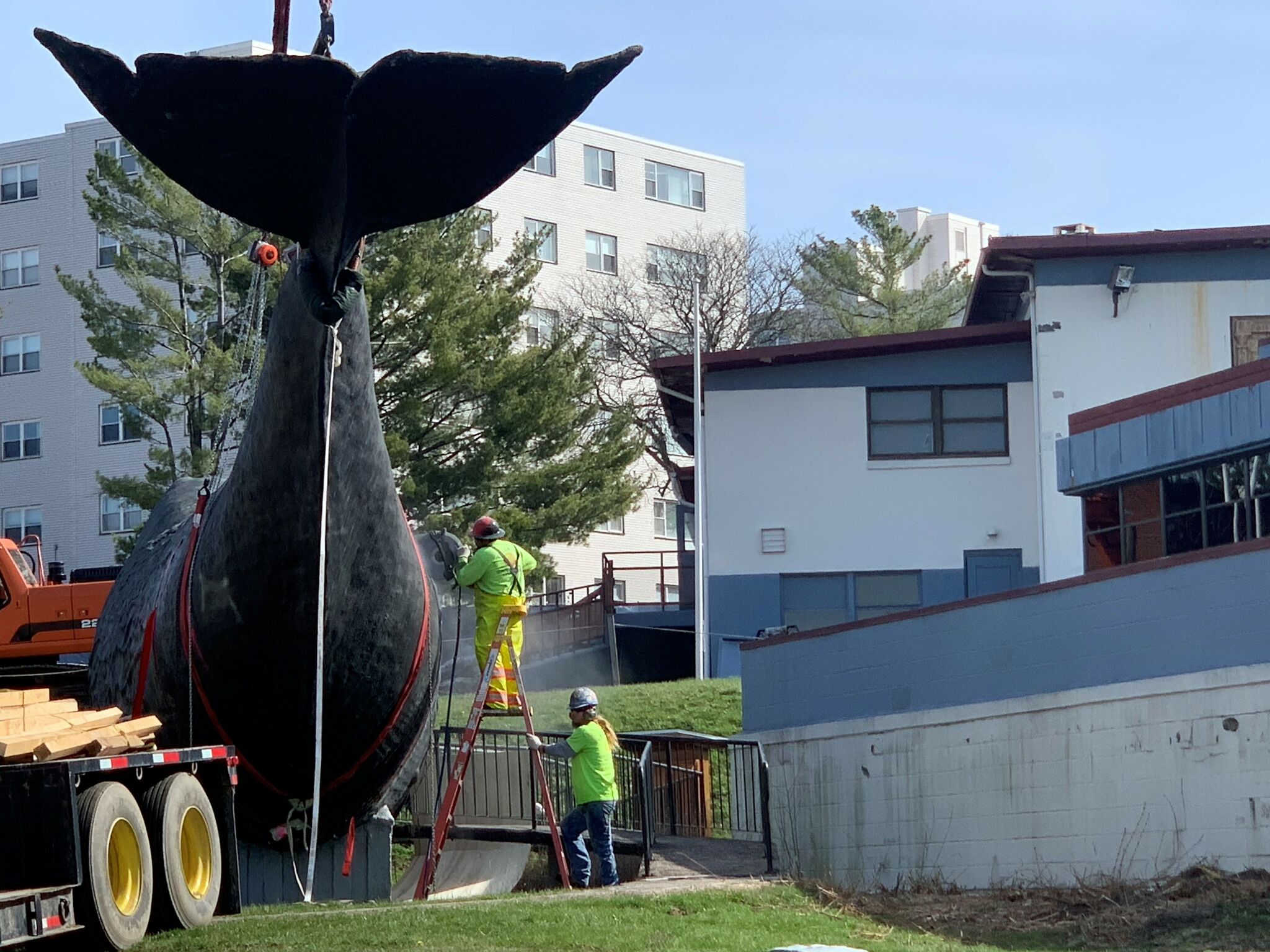 West Hartford's Conny the Whale gets CT funding for tail's new home