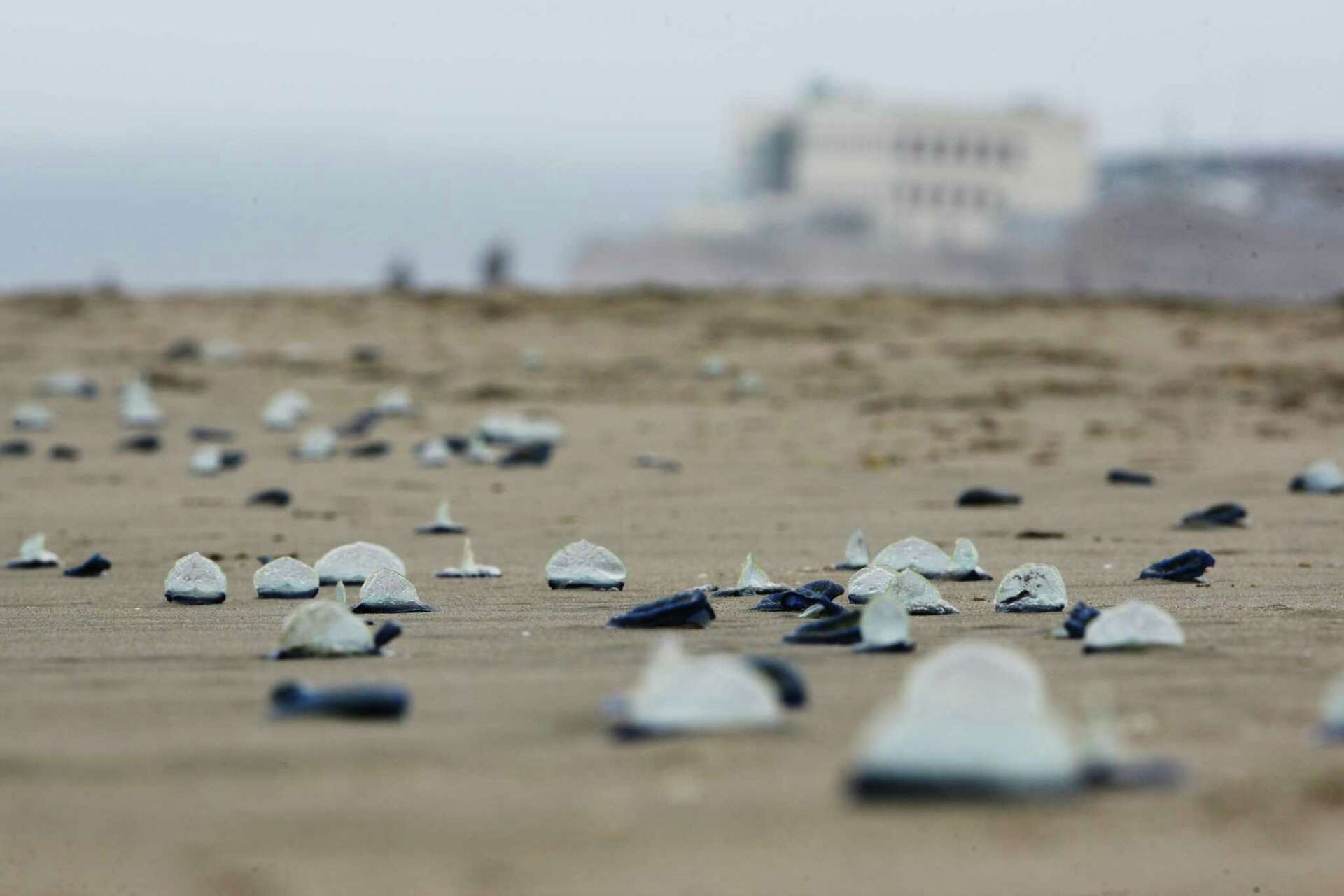 Tiny blue sea creatures are washing up on California beaches