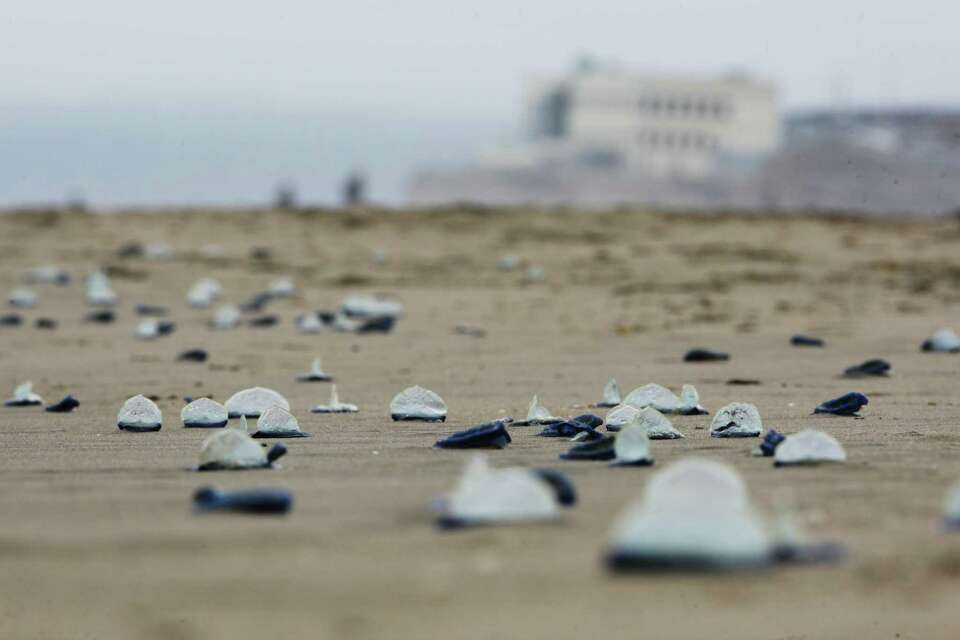 Tiny blue sea creatures are washing up on California beaches