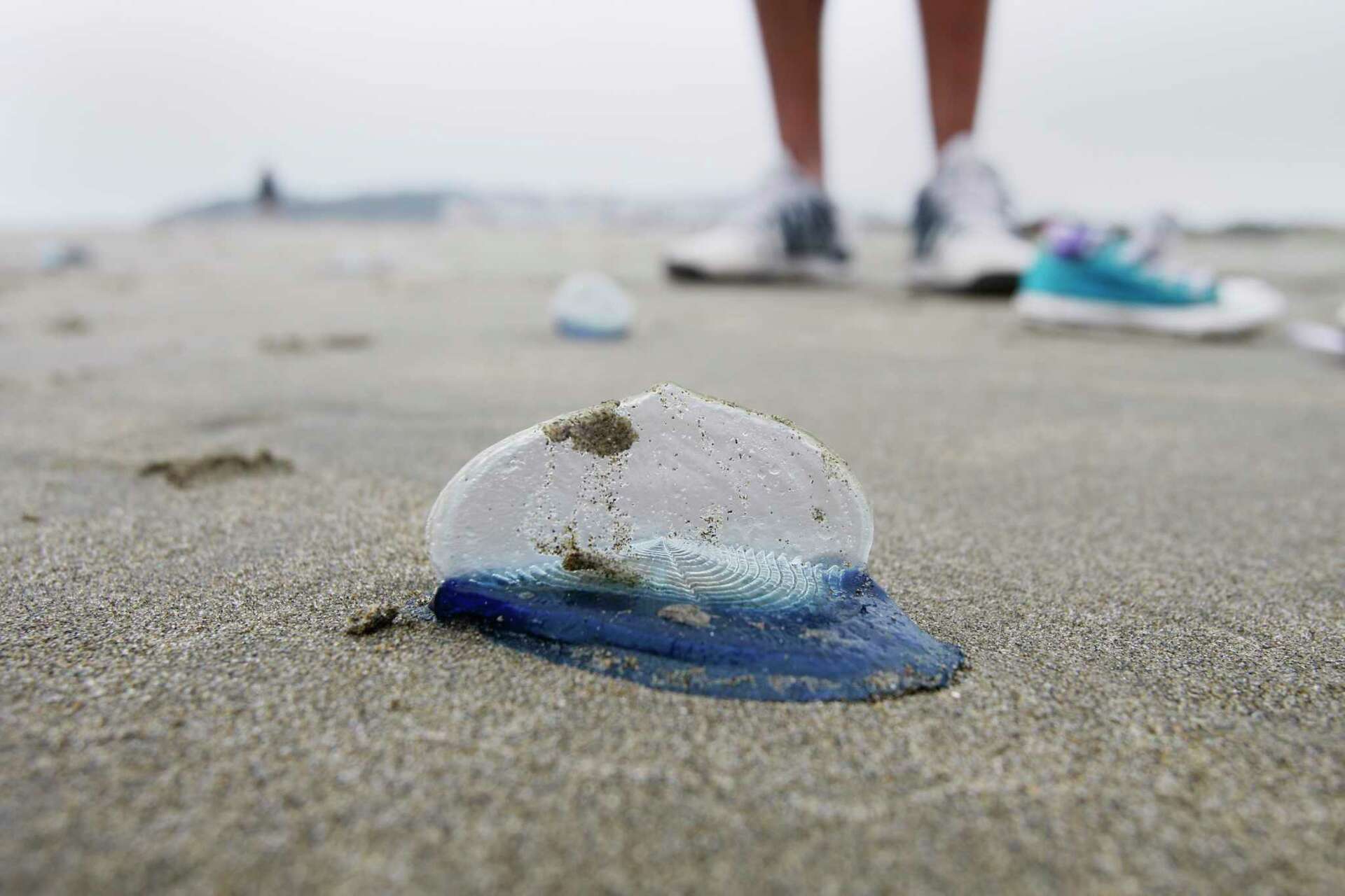 Tiny blue sea creatures are washing up on California beaches