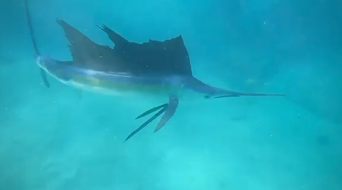 Watch video of sailfish caught by freediver in waters off Palm Beach