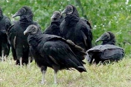 Black Turkey Vulture
