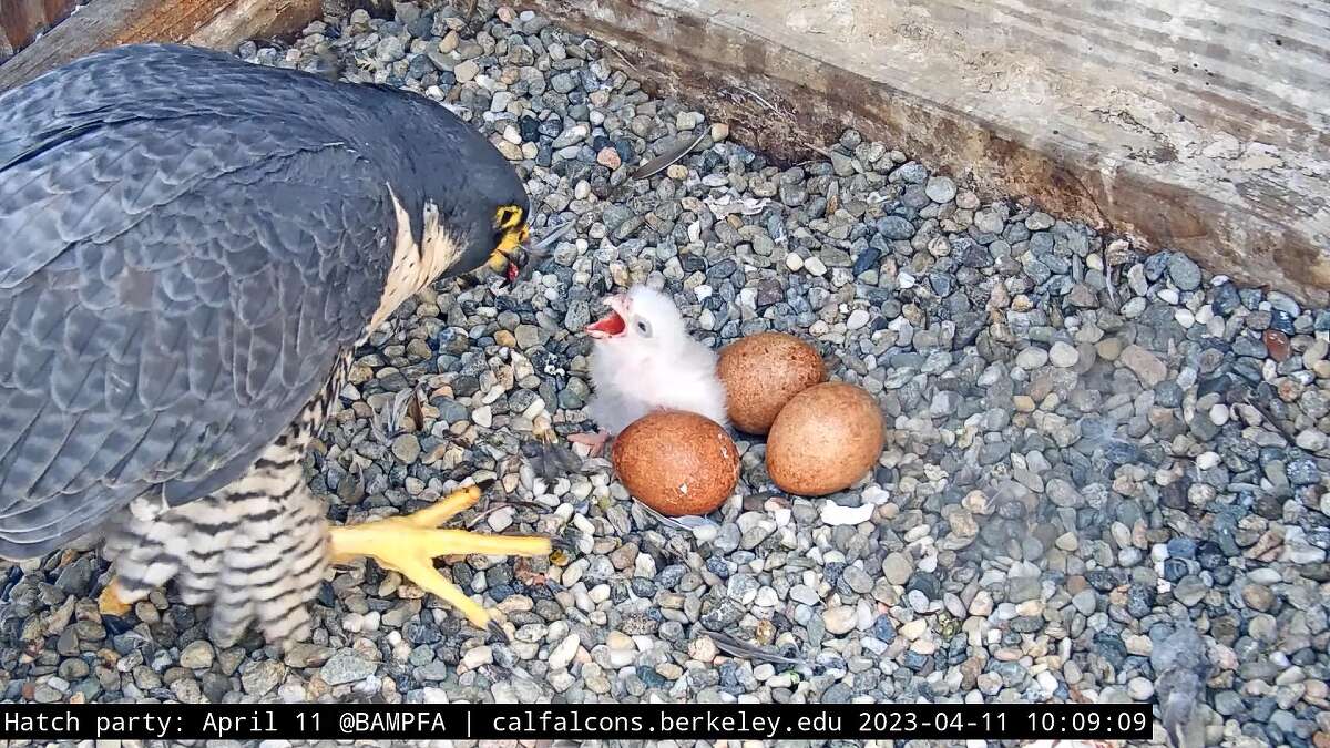 ‘A remarkable thing’: World watches as peregrine falcon eggs hatch atop ...