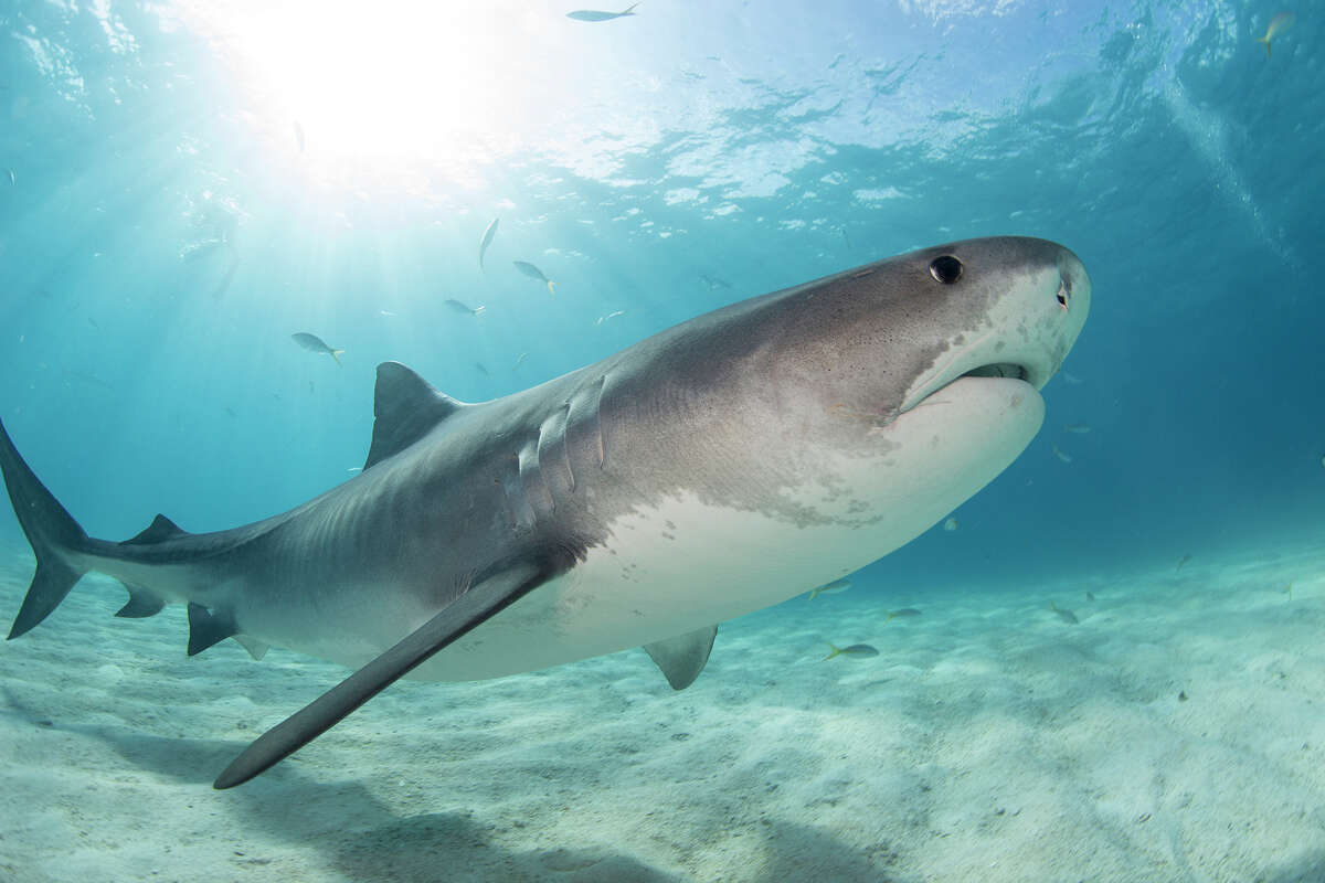 Man loses right foot after Hawaii shark attack