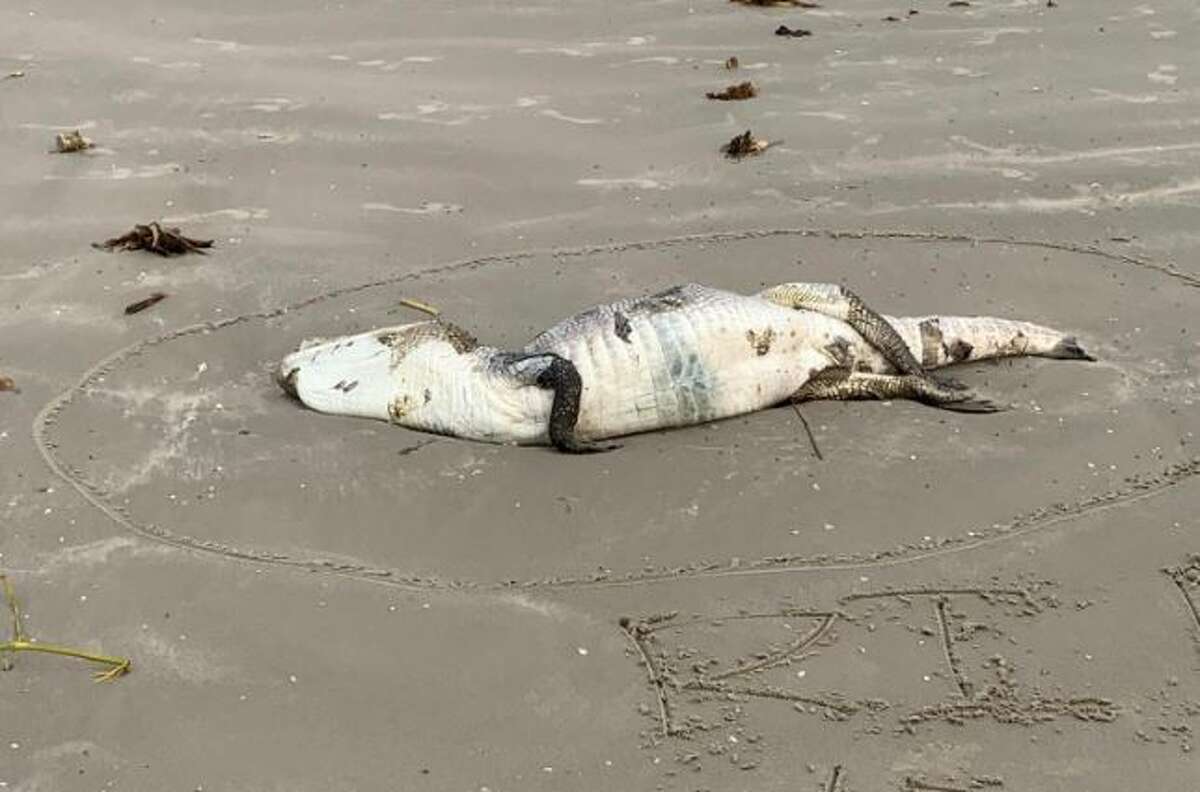Dead alligator found along shores of Port Aransas