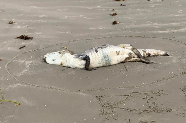 Dead alligator found along shores of Port Aransas