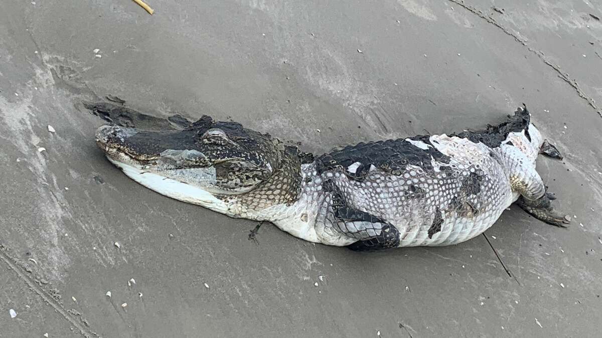 Dead alligator found along shores of Port Aransas