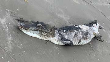 Dead alligator found along shores of Port Aransas
