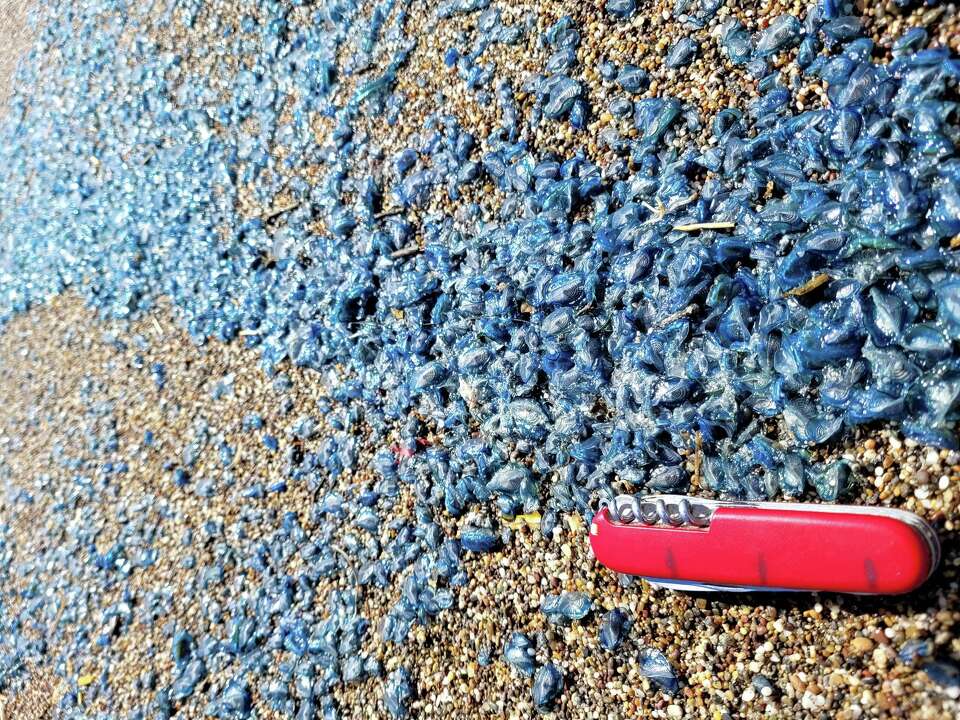 By-the-wind sailors have returned to California beaches