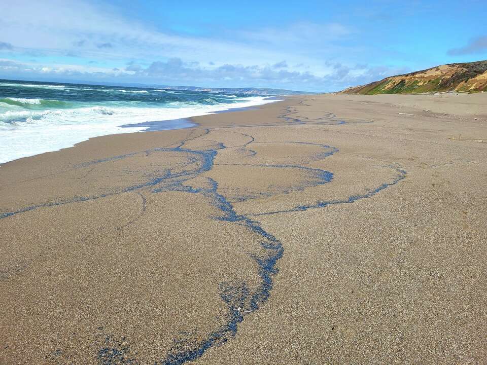 By-the-wind sailors have returned to California beaches