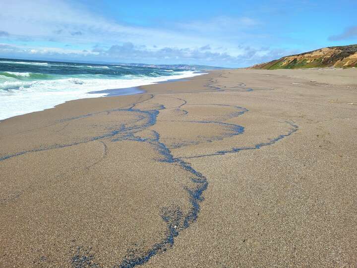 By-the-wind sailors have returned to California beaches