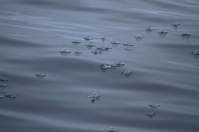 By-the-wind sailors have returned to California beaches