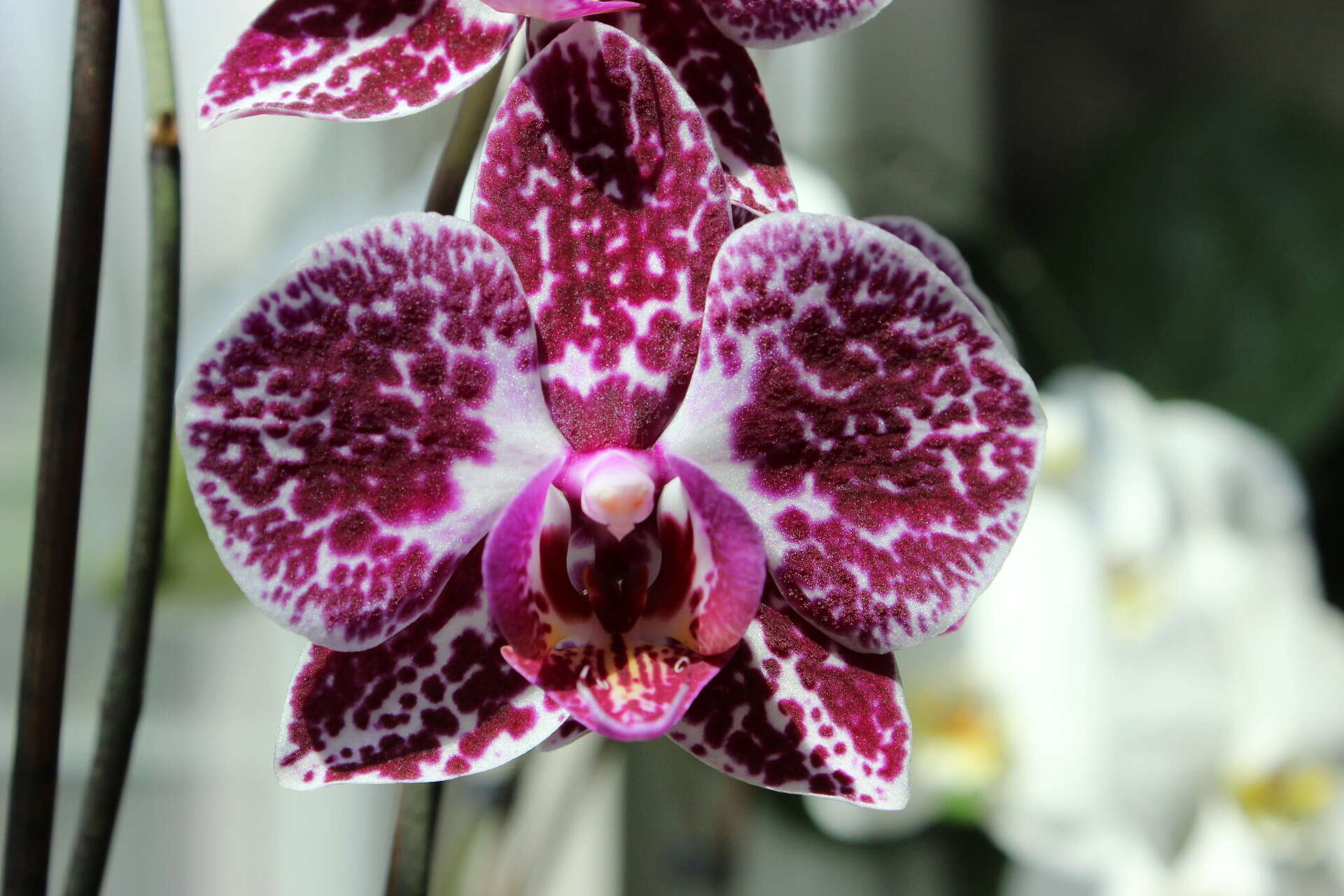 Caring for orchids is easy with the Texas A&M expert's tips