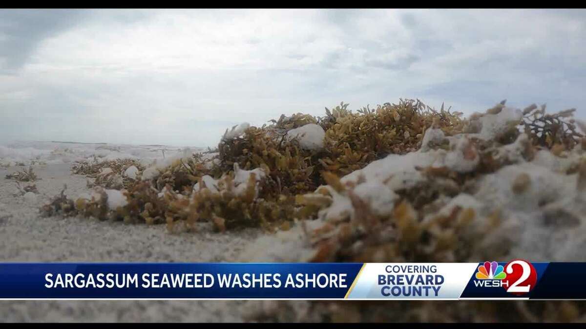 Stinky sargassum seaweed blob washes ashore on Florida beaches