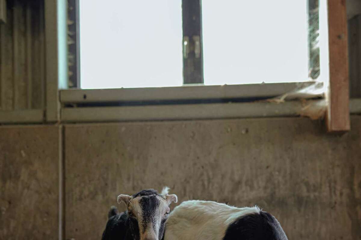 Pennyroyal Farm in Anderson Valley pairs goat cheese and wine