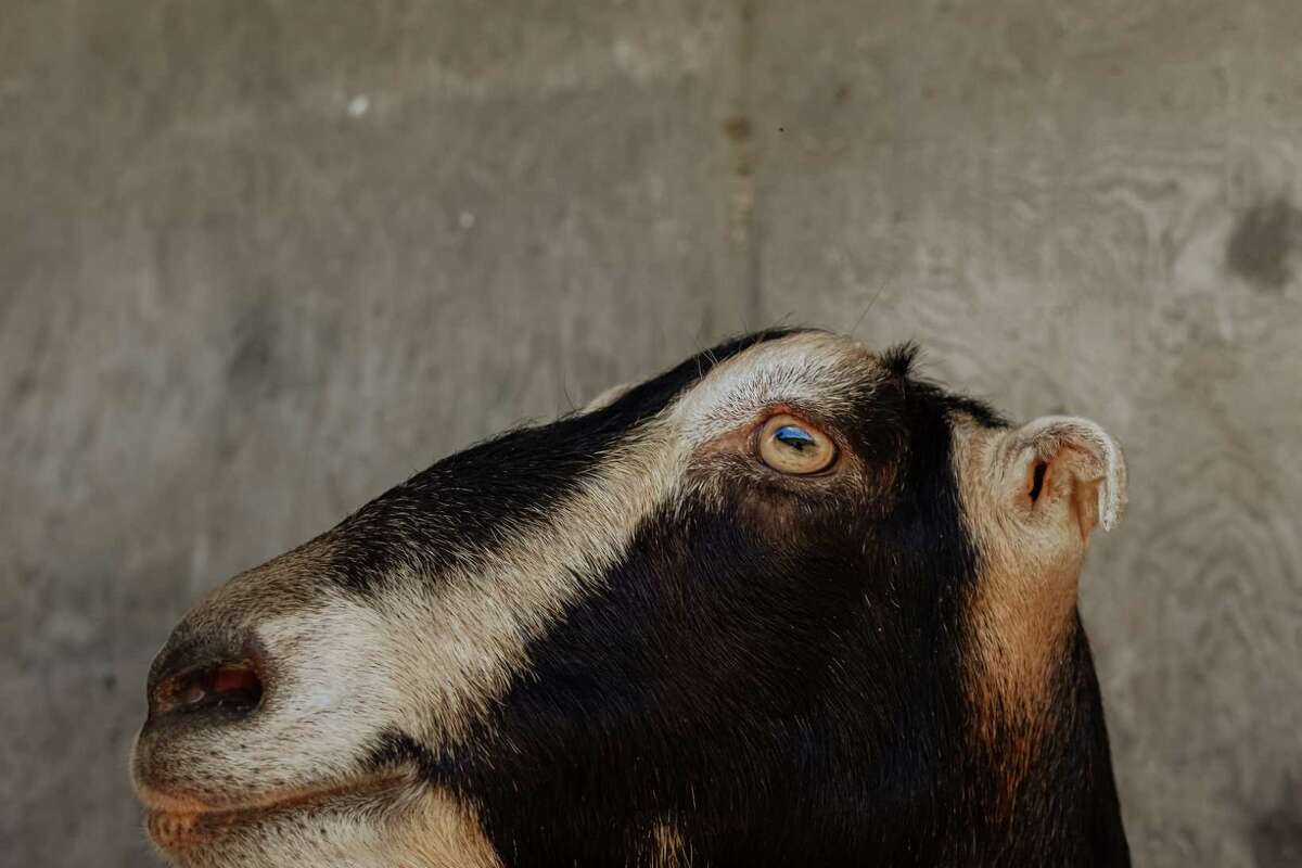 Pennyroyal Farm in Anderson Valley pairs goat cheese and wine