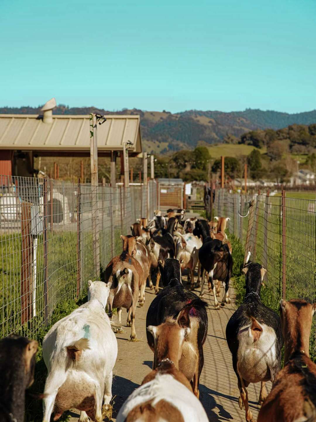 Pennyroyal Farm in Anderson Valley pairs goat cheese and wine
