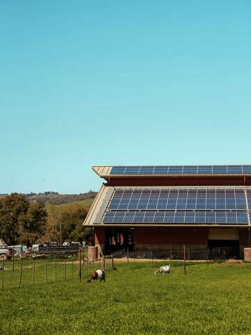 Pennyroyal Farm in Anderson Valley pairs goat cheese and wine