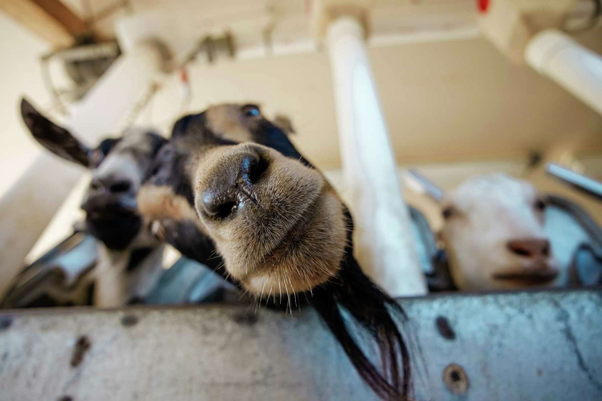 Pennyroyal Farm in Anderson Valley pairs goat cheese and wine