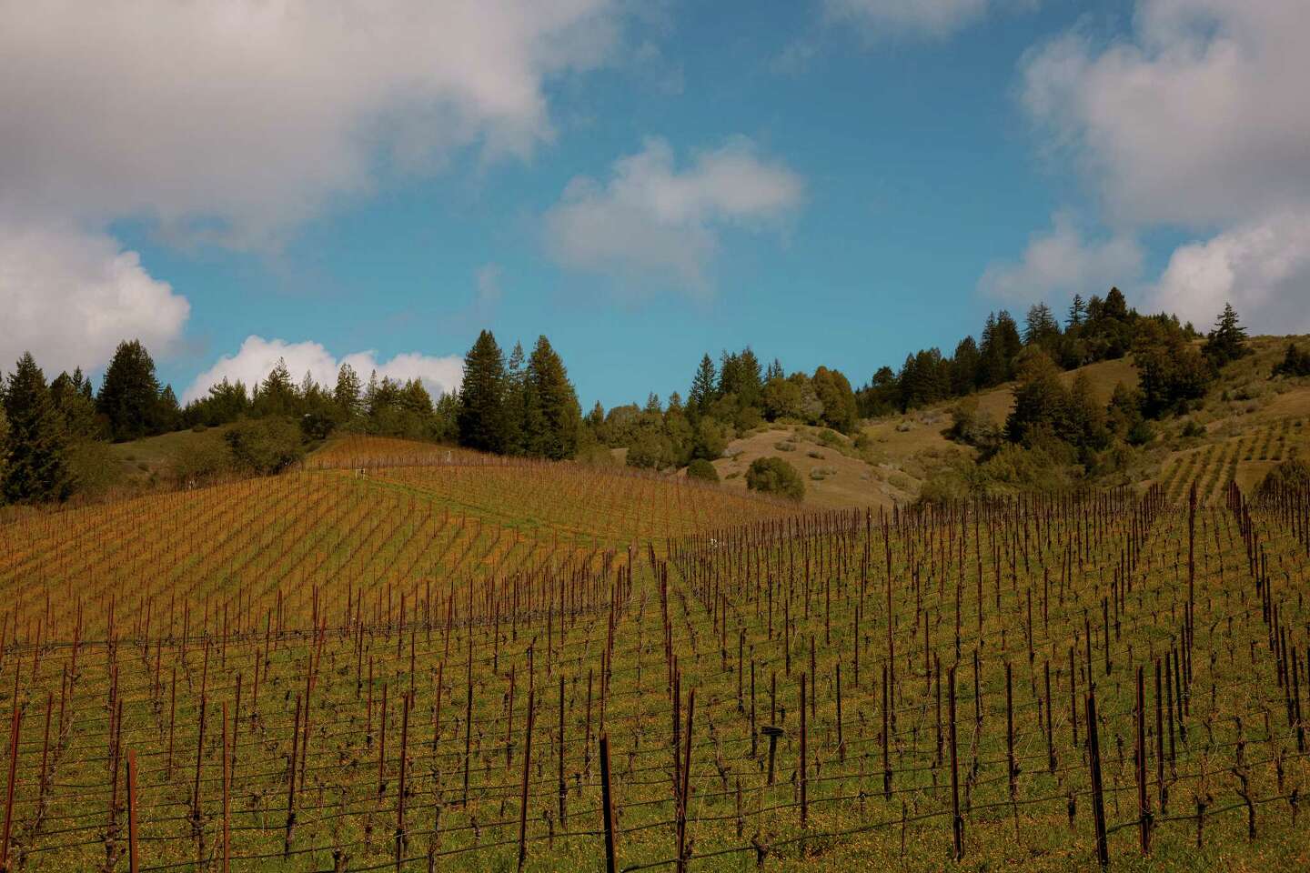 Anderson Valley is the affordable California wine alternative to Napa