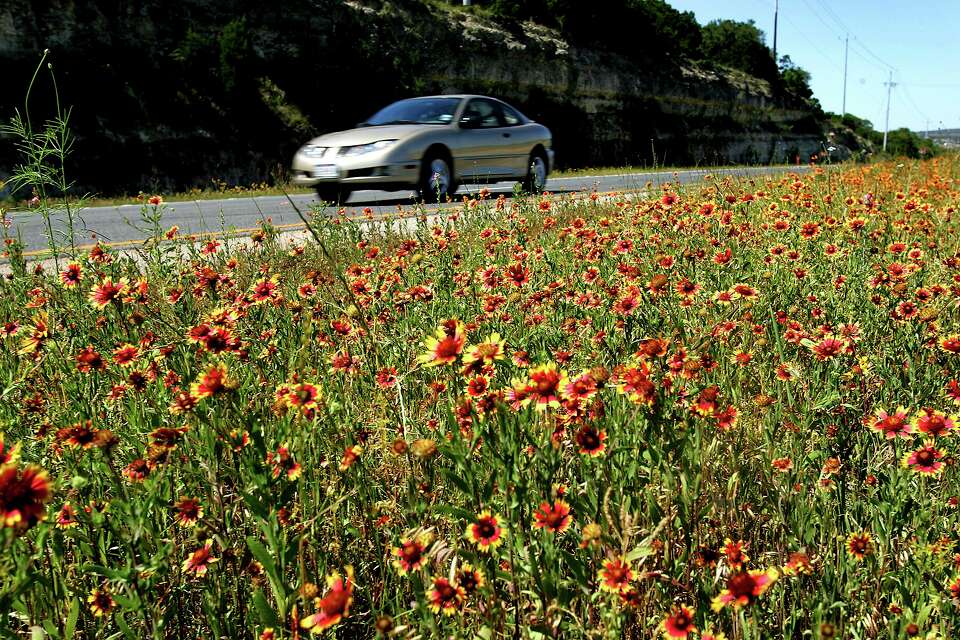 TxDOT’s new wildflower map helps drivers spot Texas blooms this spring