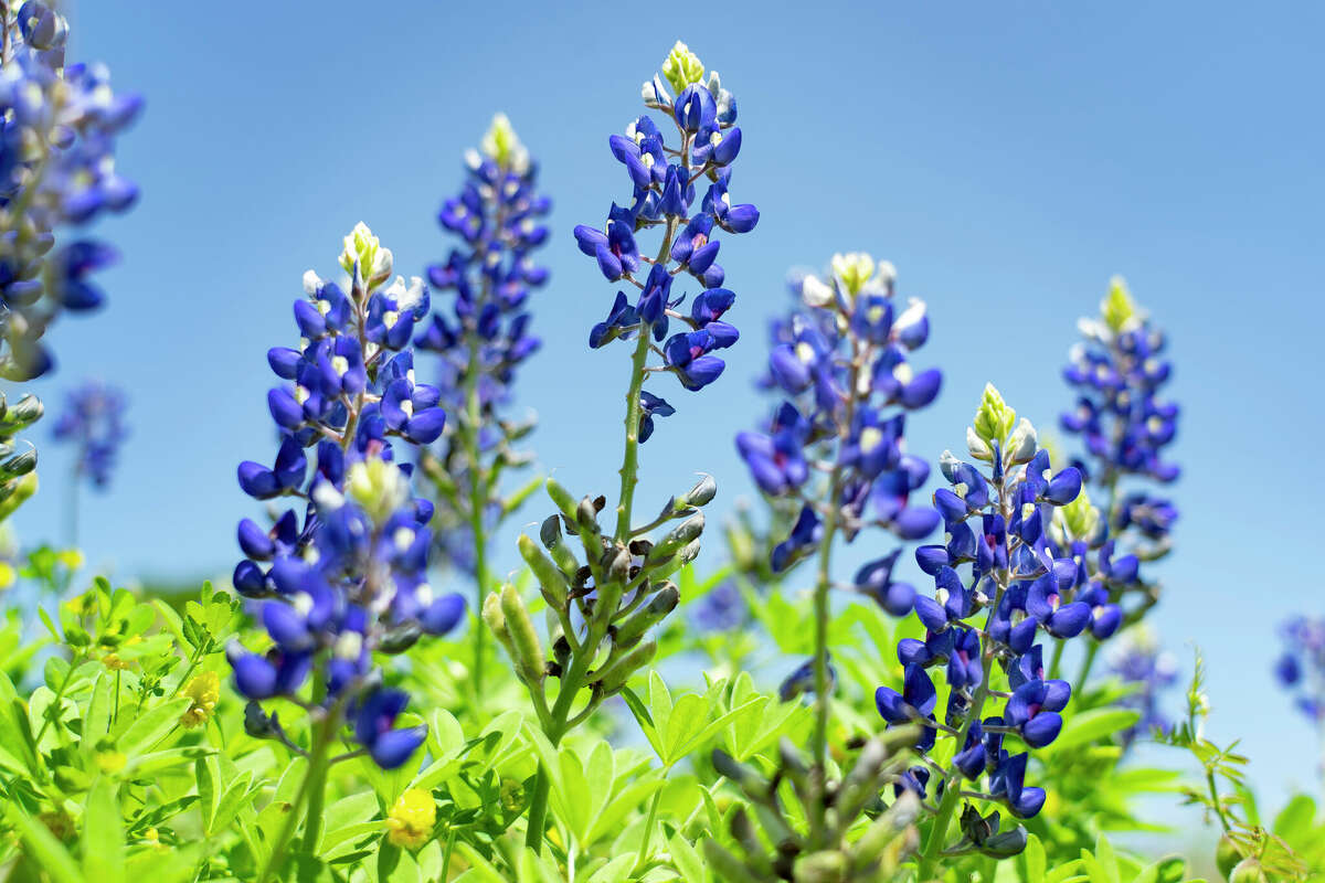 Is it illegal to pick bluebonnets in Texas? Yes and no.