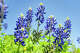 Is it illegal to pick bluebonnets in Texas? Yes and no.