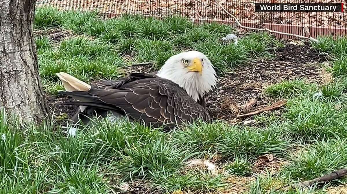 An eagle that was incubating rock is now caring for an eaglet
