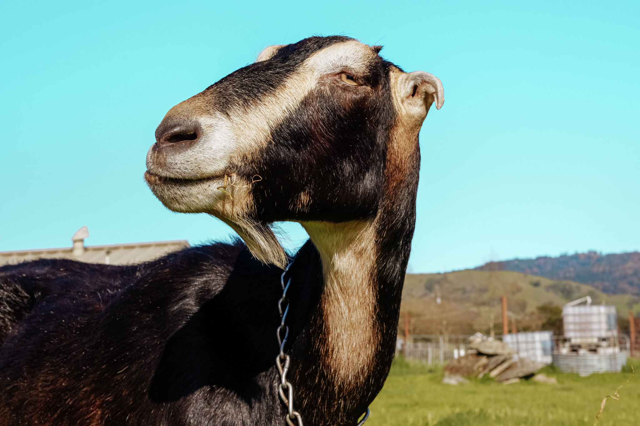 Pennyroyal Farm in Anderson Valley pairs goat cheese and wine