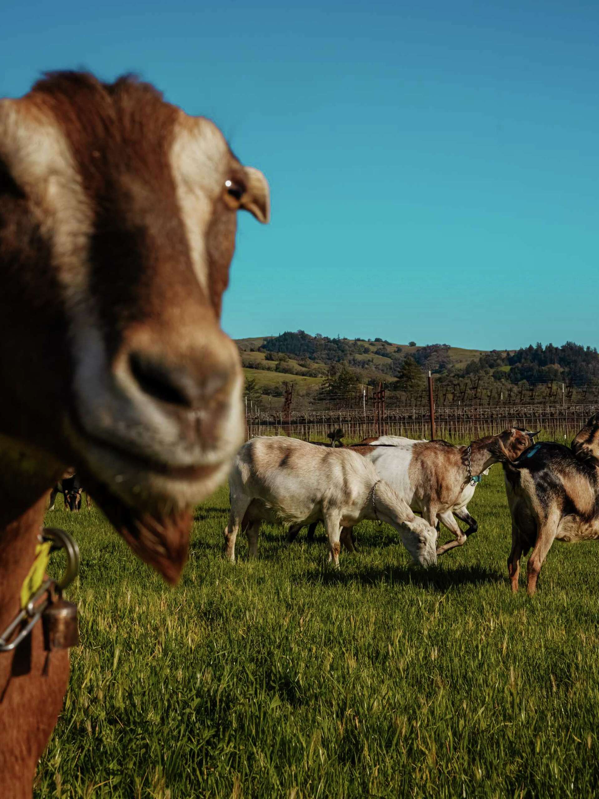 Pennyroyal Farm in Anderson Valley pairs goat cheese and wine
