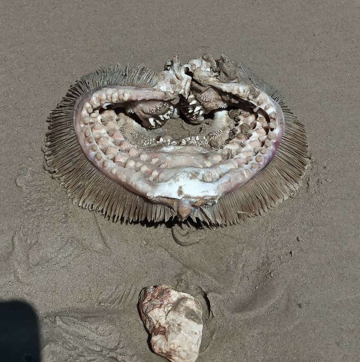 Sea creature washes ashore on Bolivar Peninsula, experts solve mystery