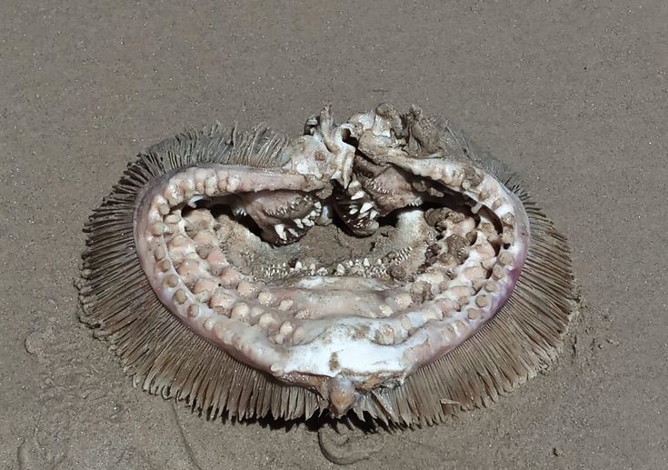 Officials identify mystery sea creature found Texas beach