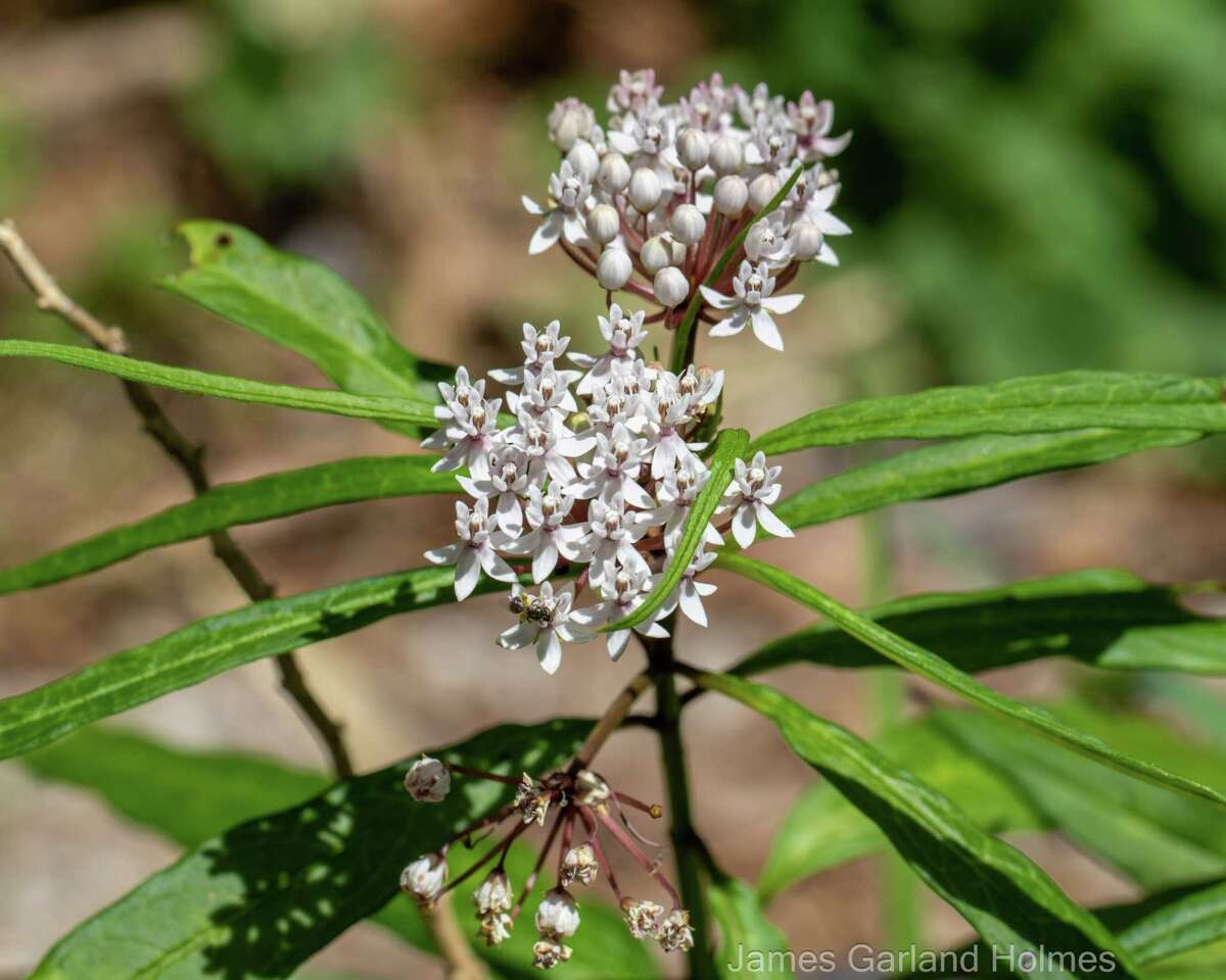 Get ready for monarch season in Houston. Plant native milkweed