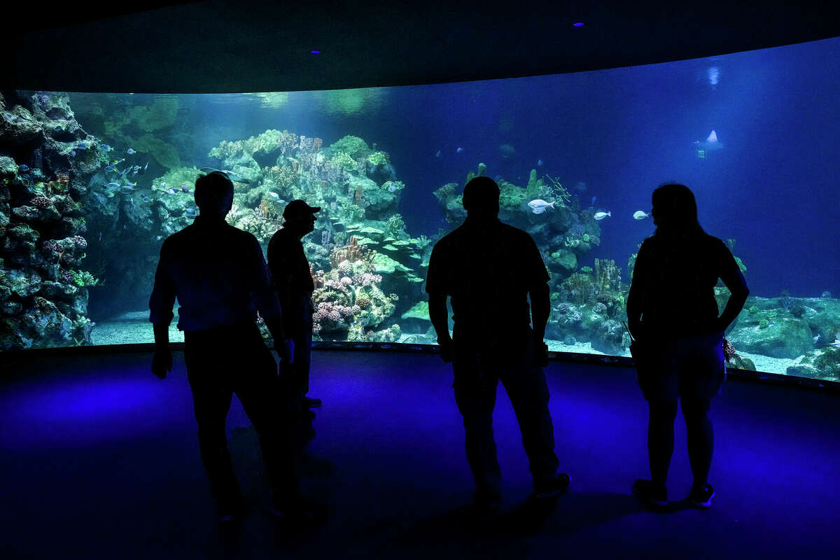 Houston sea lion Cali turns 19, celebrates with watermelon ice cake