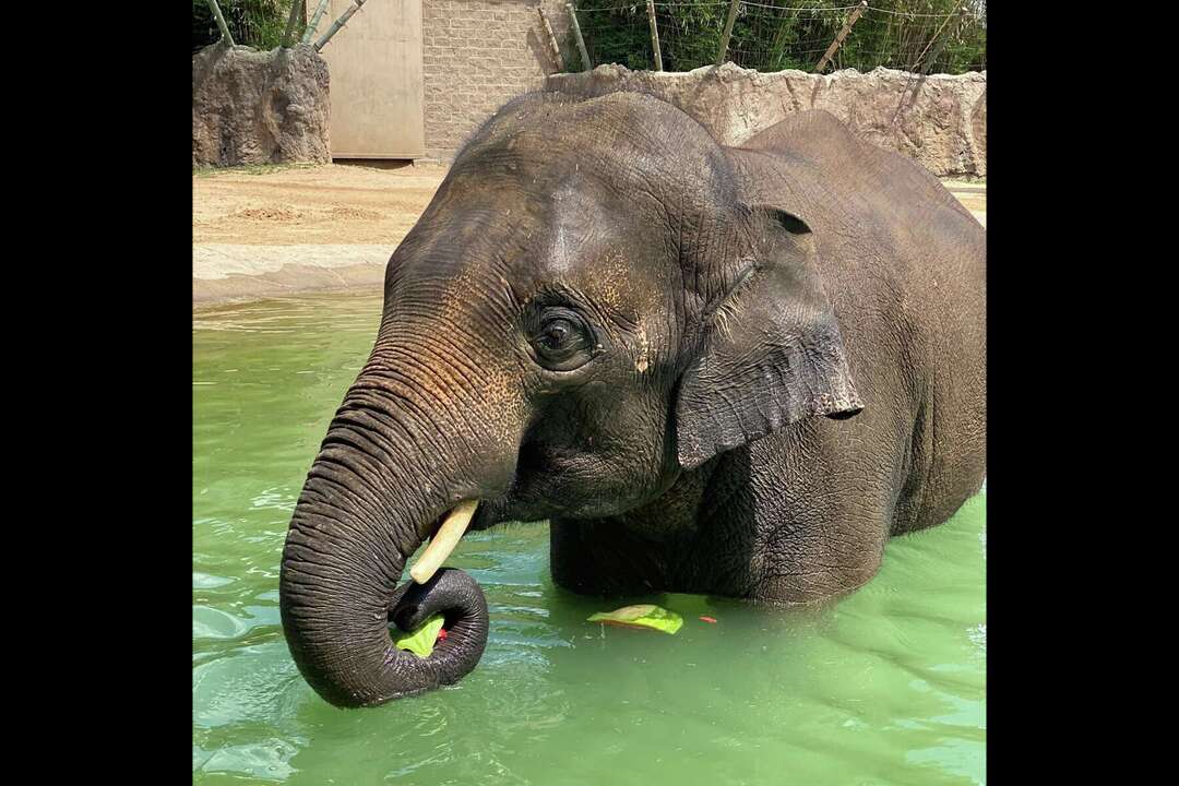 Houston Zoo elephant Duncan to leave after this week to become dad