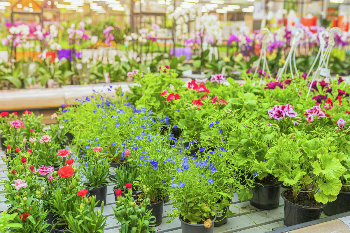 Greenhouse Plant Sale