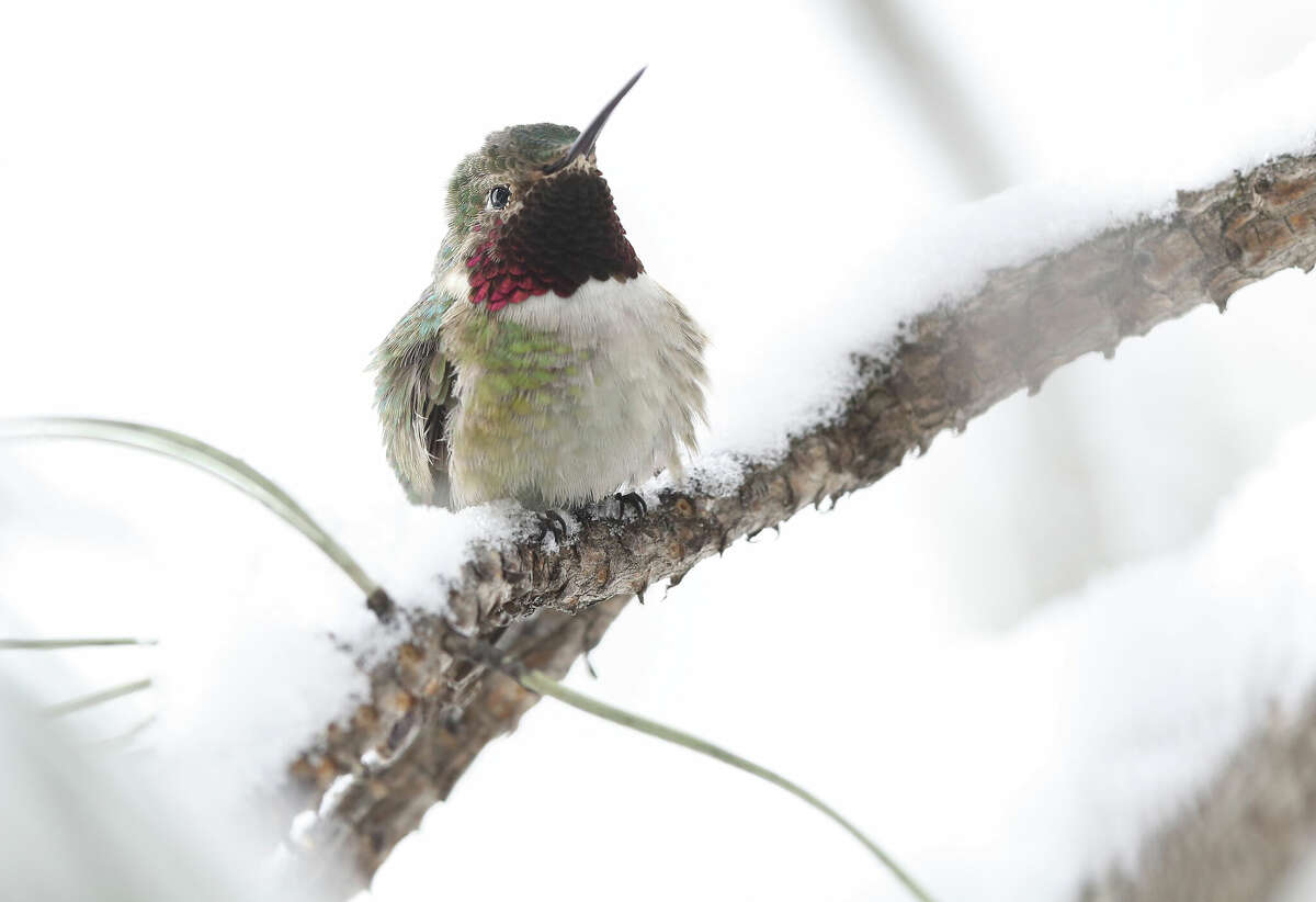 When will hummingbirds return to Manistee?